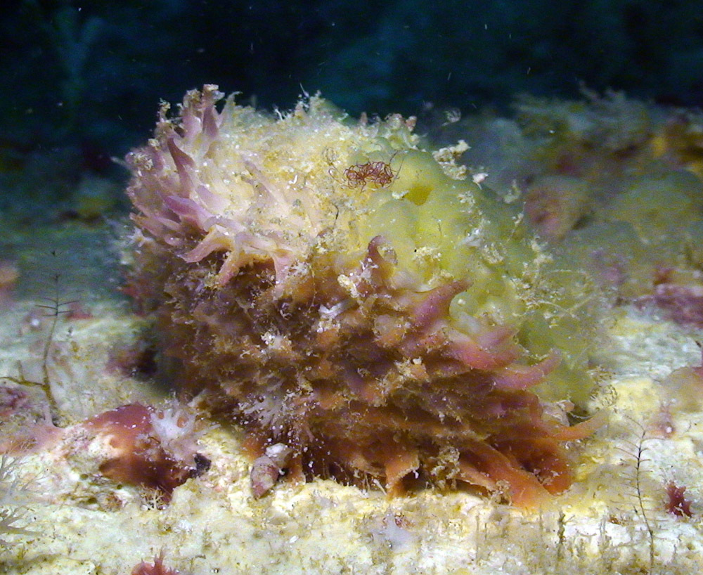 Chama pacifica Broderip, 1835