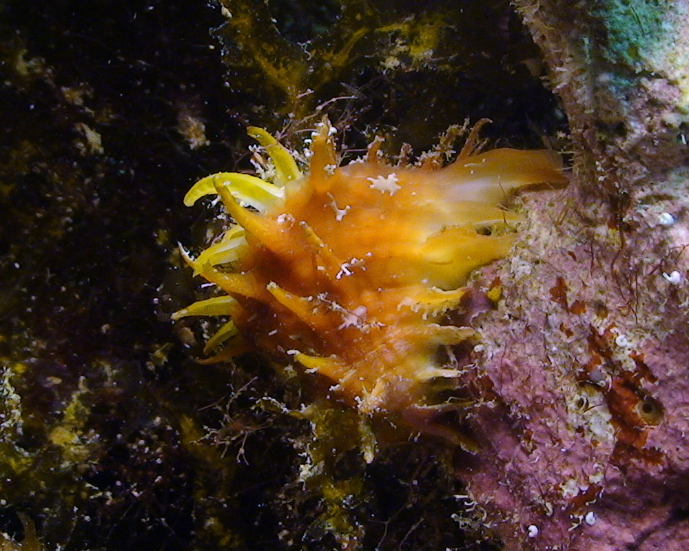 Chama pacifica Broderip, 1835