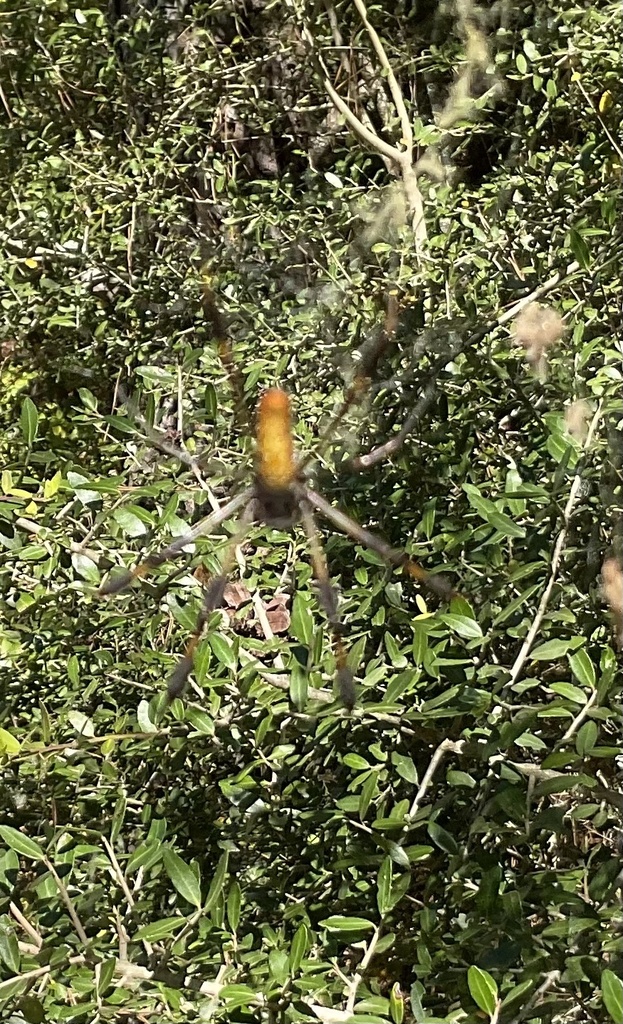 Golden Silk Spider from CR-2224, Troy, AL, US on October 10, 2022 at 02:24 PM by stella_xu ...