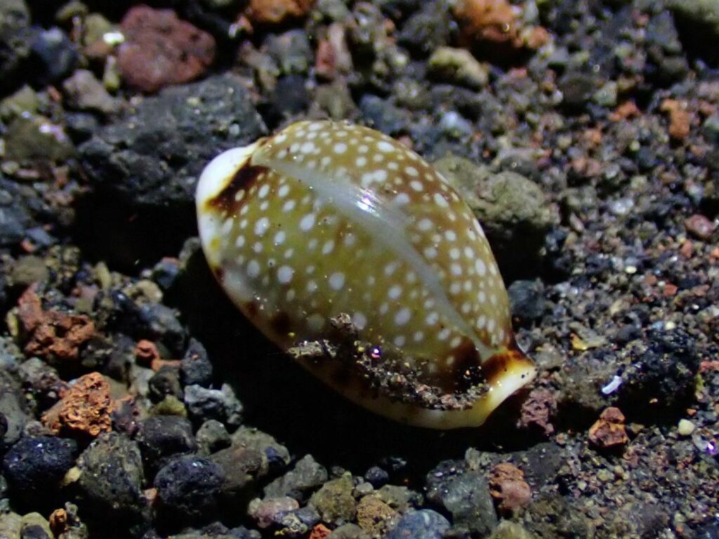 lined-lip cowrie from Karang Asem, ID-BA, ID on October 06, 2022 at 07: ...