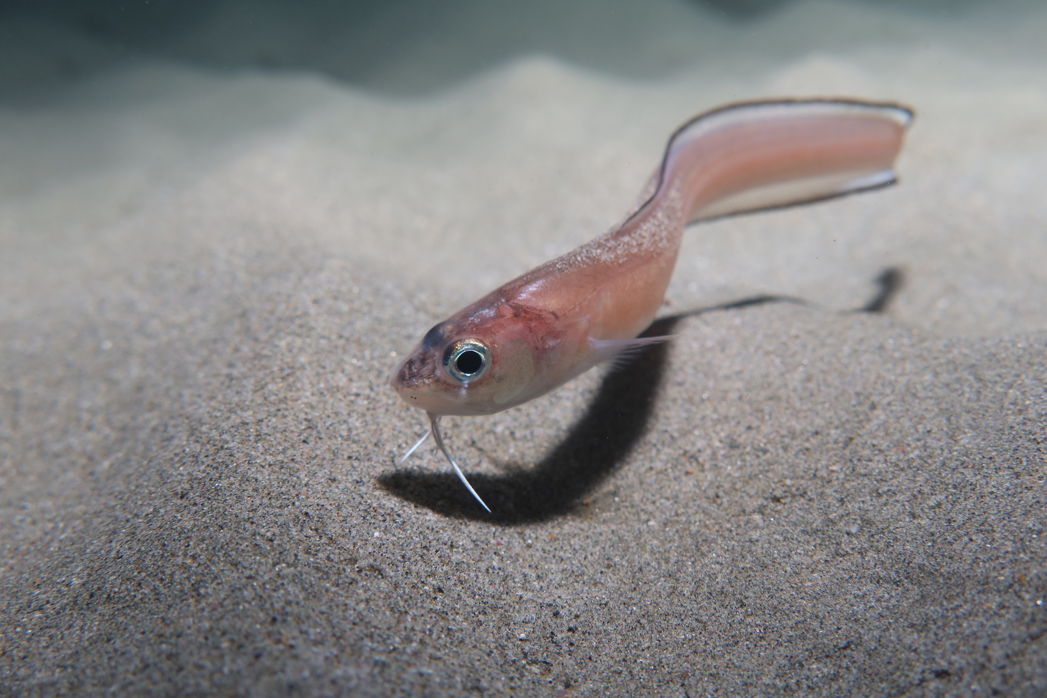 Ophidion rochei Müller, 1845