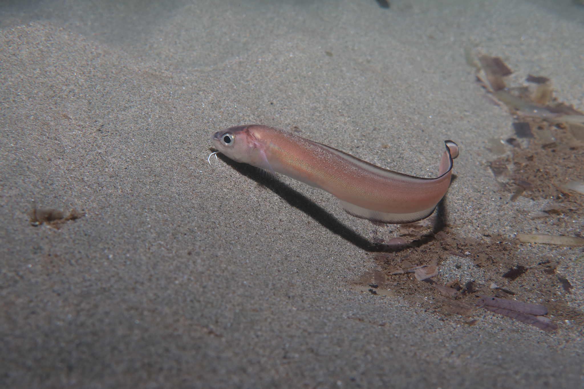 Ophidion rochei Müller, 1845