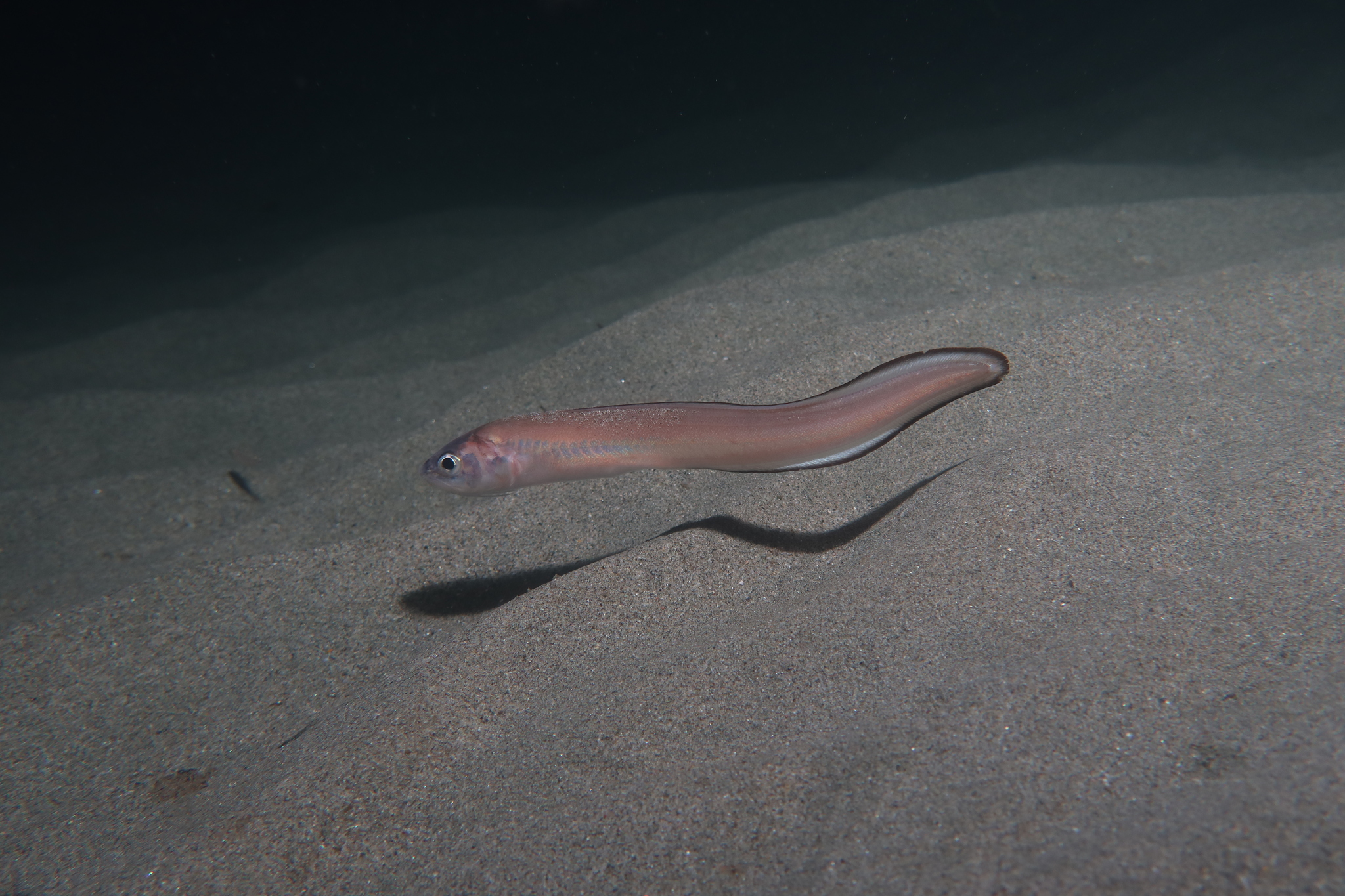 Ophidion rochei Müller, 1845