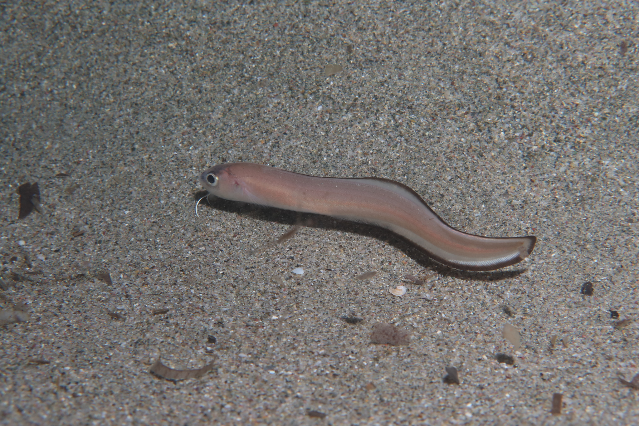 Ophidion rochei Müller, 1845