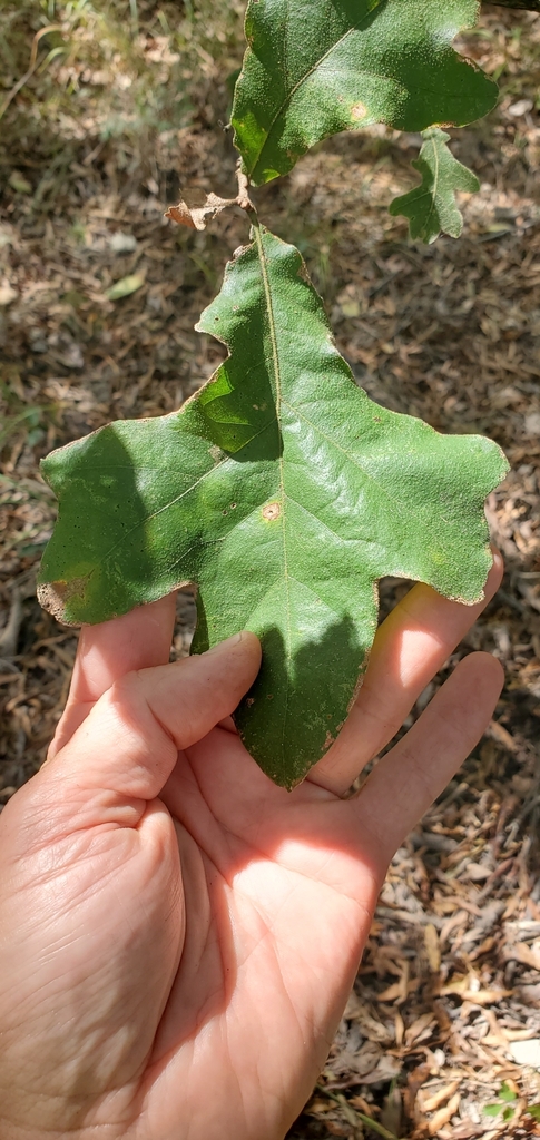 Bottomland Post Oak from Union County, US-AR, US on October 12, 2022 at ...