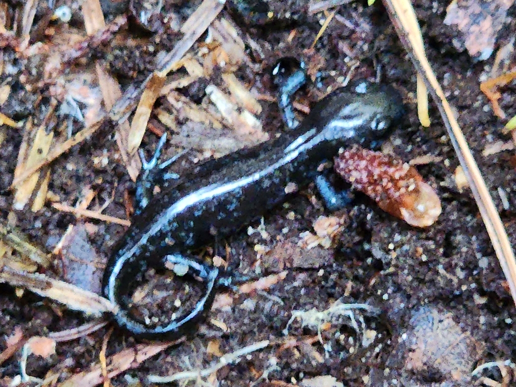 Blue-spotted Salamander in October 2022 by Myca · iNaturalist