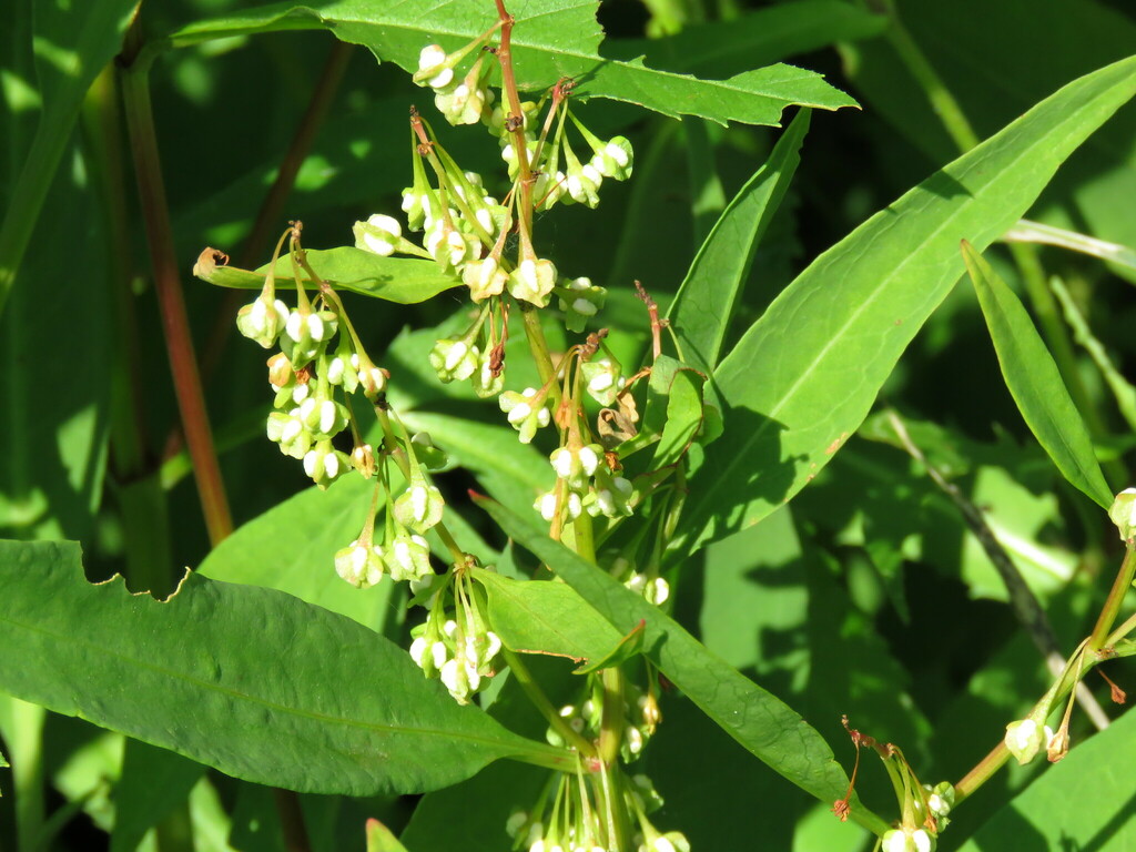 swamp dock from Brampton, ON, Canada on August 24, 2018 at 09:34 AM by ...