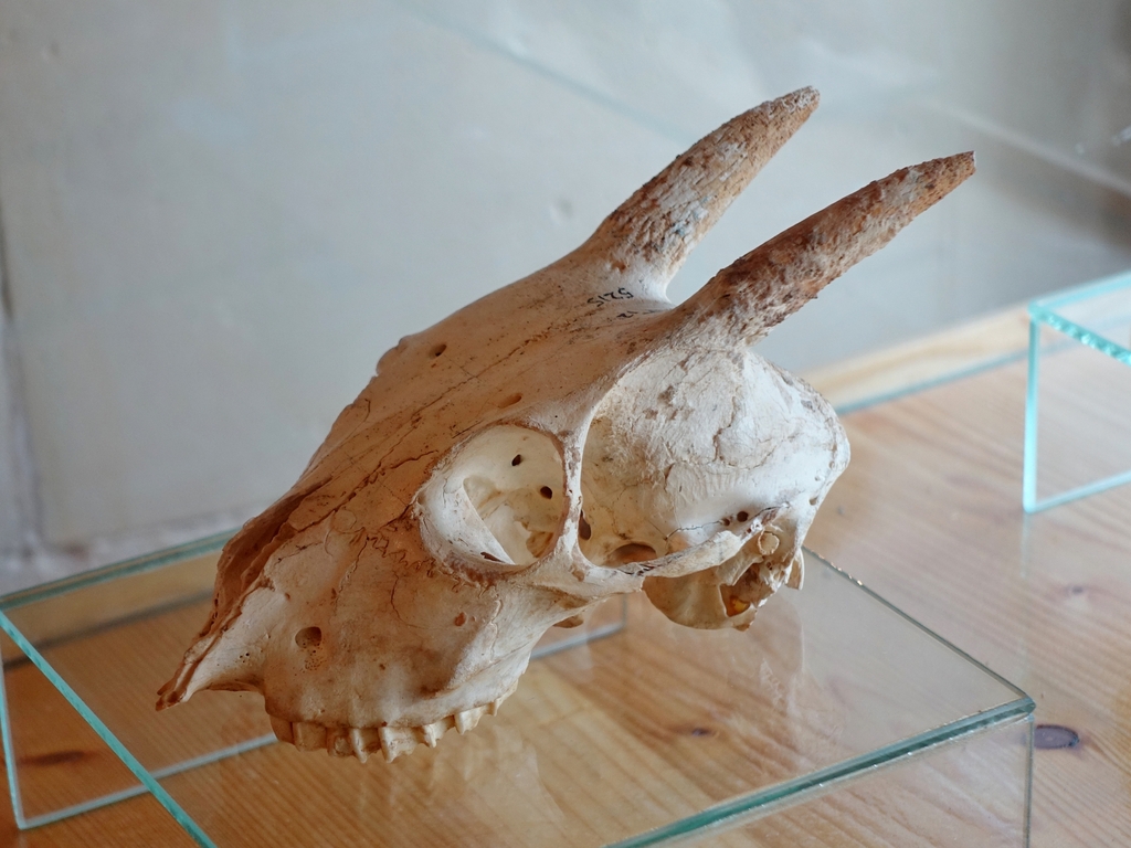 Balearic Cave Goat (Myotragus balearicus) - Know Your Mammals