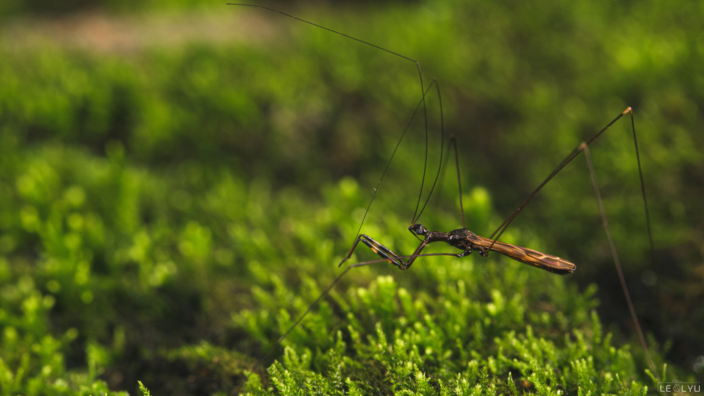 Ploiaria hainana from 海南岛, 海南, CN on July 8, 2022 at 06:52 PM by Leo ...