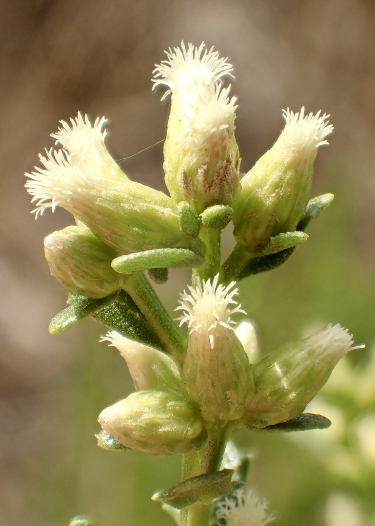 Chaparral Coyote Brush (Baccharis pilularis consanguinea) - Botanical Realm