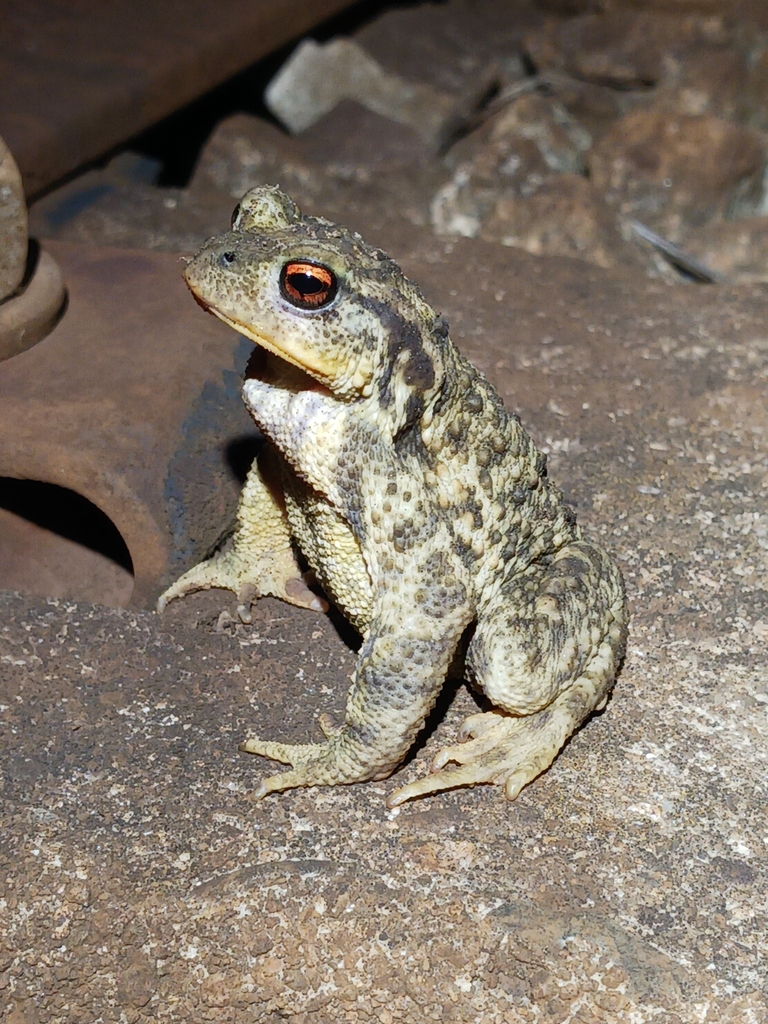 Spiny Toad from Roliça, 2540, Portugal on October 13, 2022 at 10:14 PM ...