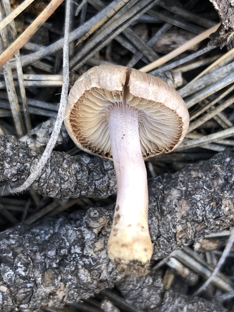 Inocybe lilacina from Coconino County, US-AZ, US on October 13, 2022 at ...