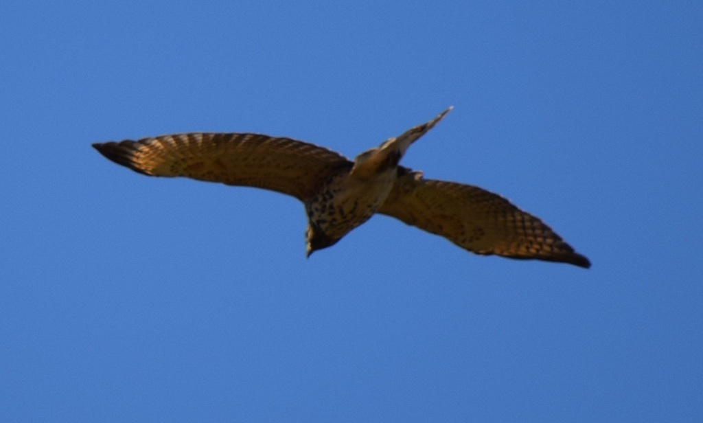 Red-shouldered Hawk from Porter County, IN, USA on October 13, 2022 at ...