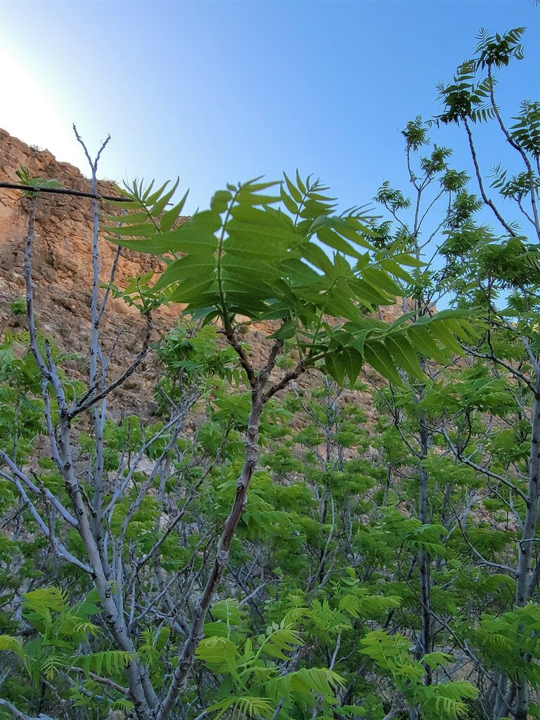 Little Walnut from Eddy County, NM, USA on April 17, 2022 at 09:16 AM ...