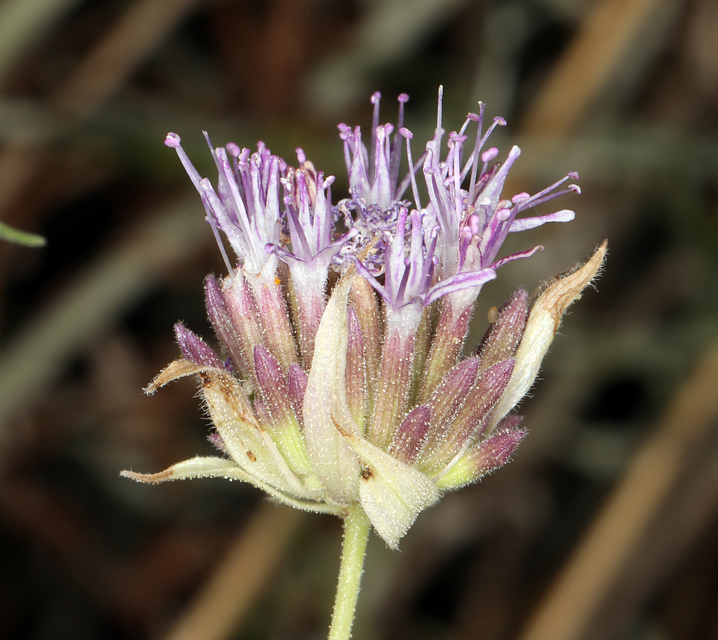 Mojave Monardella (Monardella mojavensis) - Botanical Realm