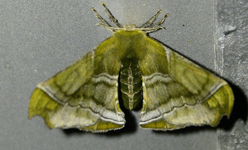 Quentalia ficus · iNaturalist