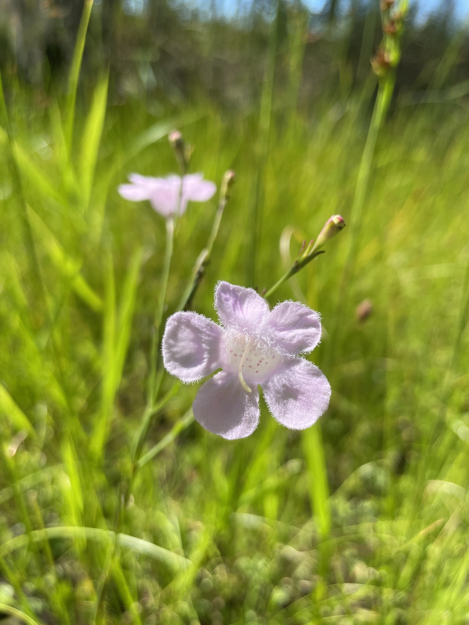 Agalinis linifolia (Nutt.) Britton