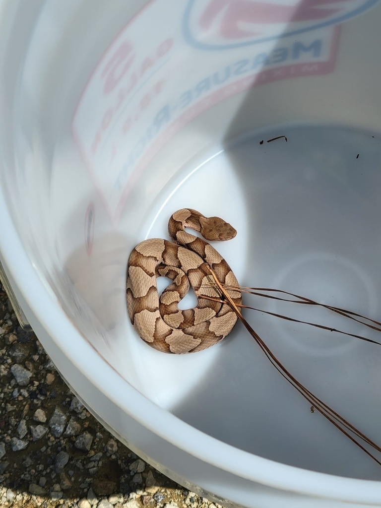 Eastern Copperhead from Goose Creek, SC 29445, USA on September 11 ...