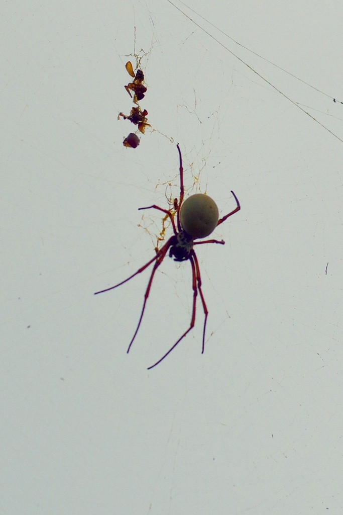 Tiger Spider from Efate, Vanuatu, VU on October 3, 2022 at 10:05 PM by ...
