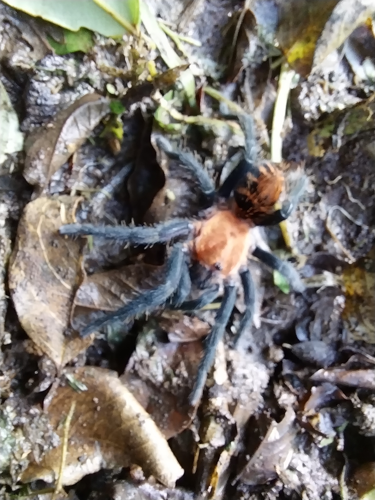 Davus ruficeps (Simon, 1891)