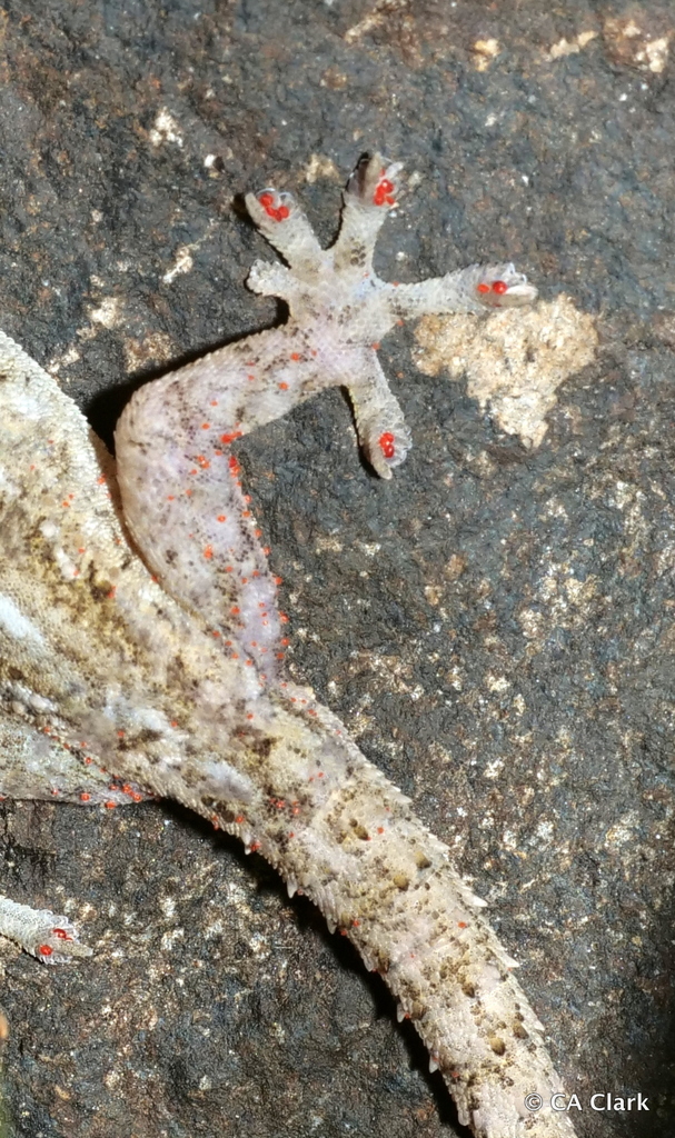 Geckobia bataviensis from Napili, Maui, Hawai'i, USA on September 28 ...