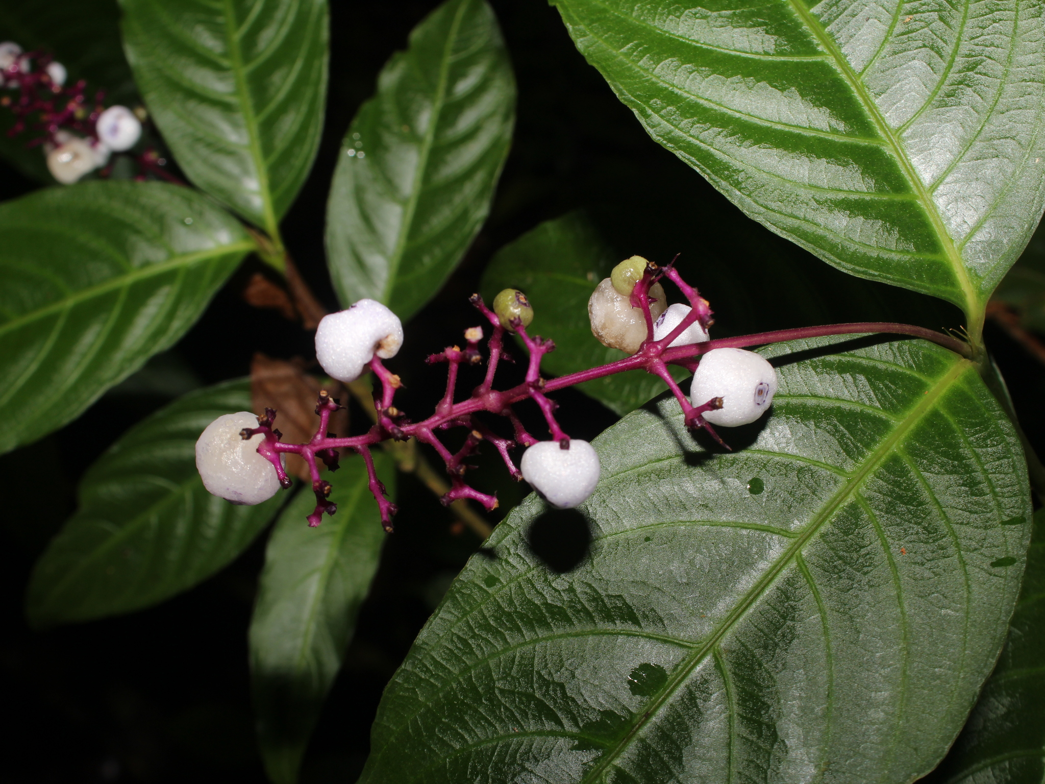 Palicourea deflexa (DC.) Borhidi