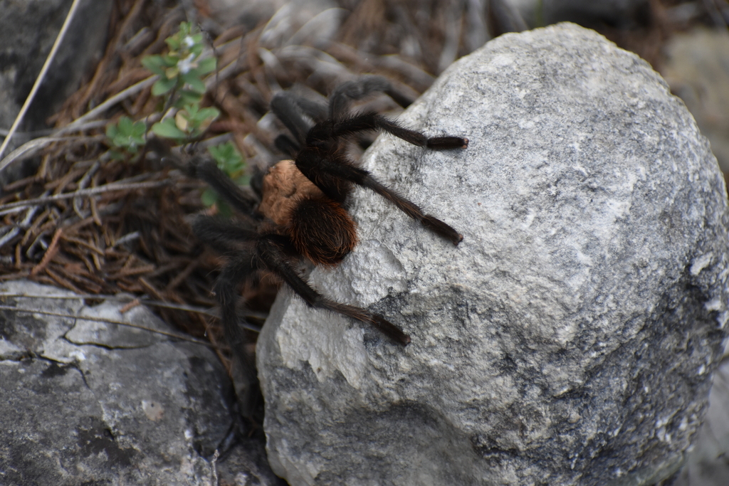 Texas Brown Tarantula from Bandera County, TX, USA on October 11, 2022 ...