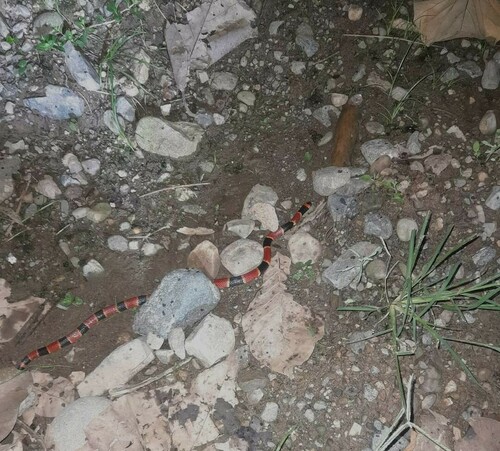 (Micrurus nigrocinctus nigrocinctus) - Snakes and Lizards