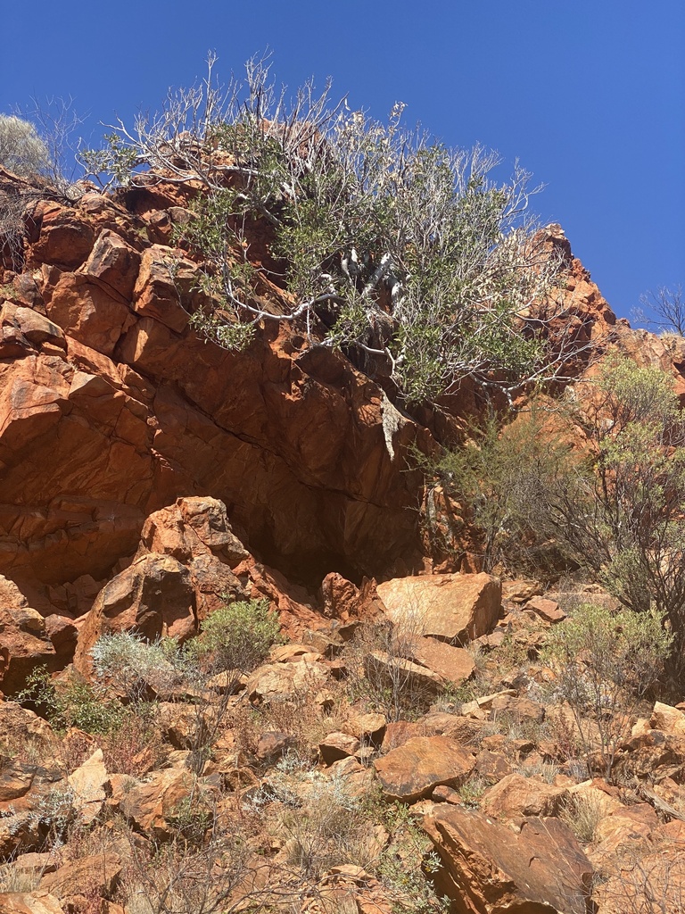 rock fig from Matuwa Kurrara Kurrara Indigenous Protected Area, Lake ...