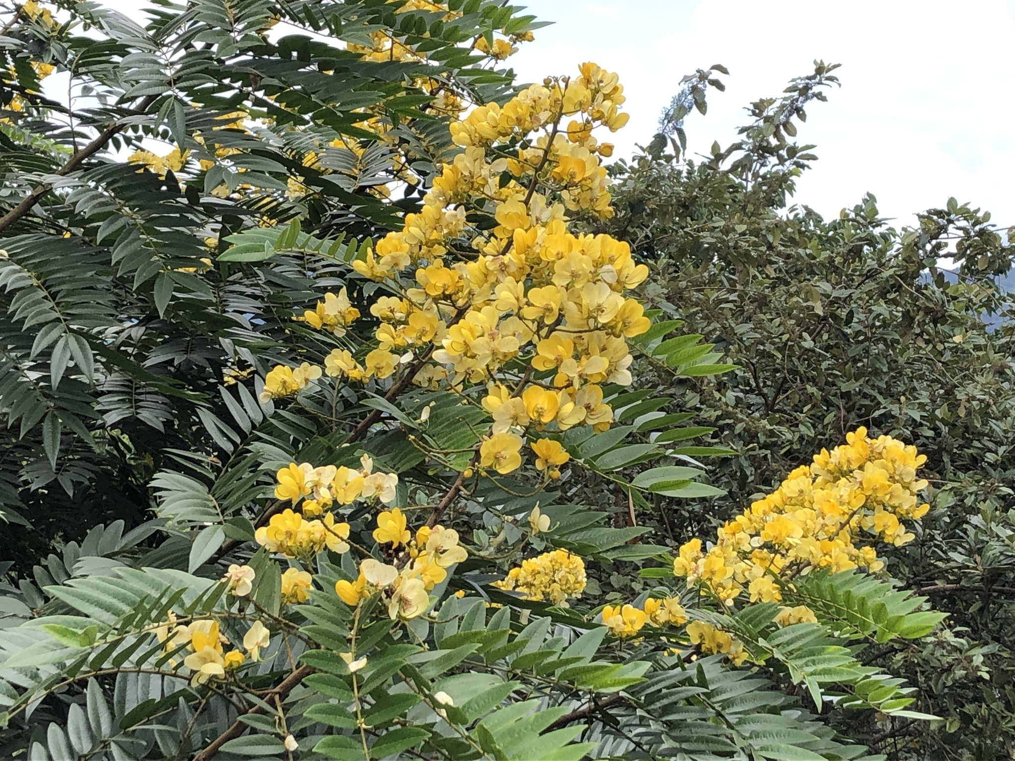 Senna spectabilis (DC.) H.S.Irwin & Barneby
