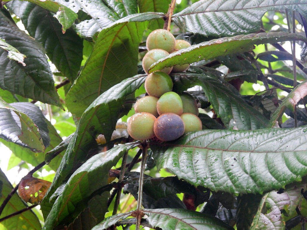 ooray from Kuranda QLD 4881, Australia on October 14, 2022 at 08:53 AM ...