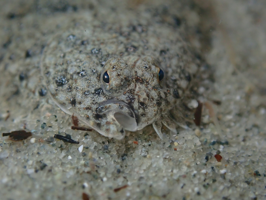 Rhombosolea from Auckland, New Zealand on October 13, 2022 at 03:40 PM ...