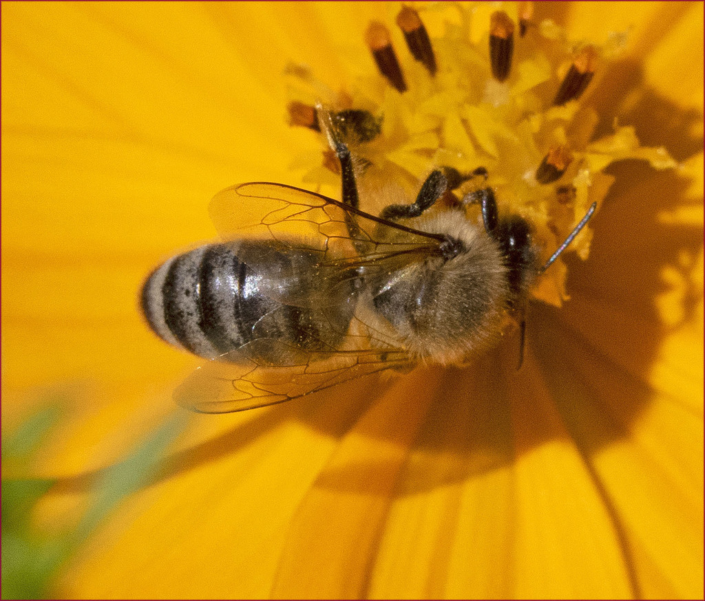 Western Honey Bee from Marshall School, Sacramento, CA 95816, USA on ...