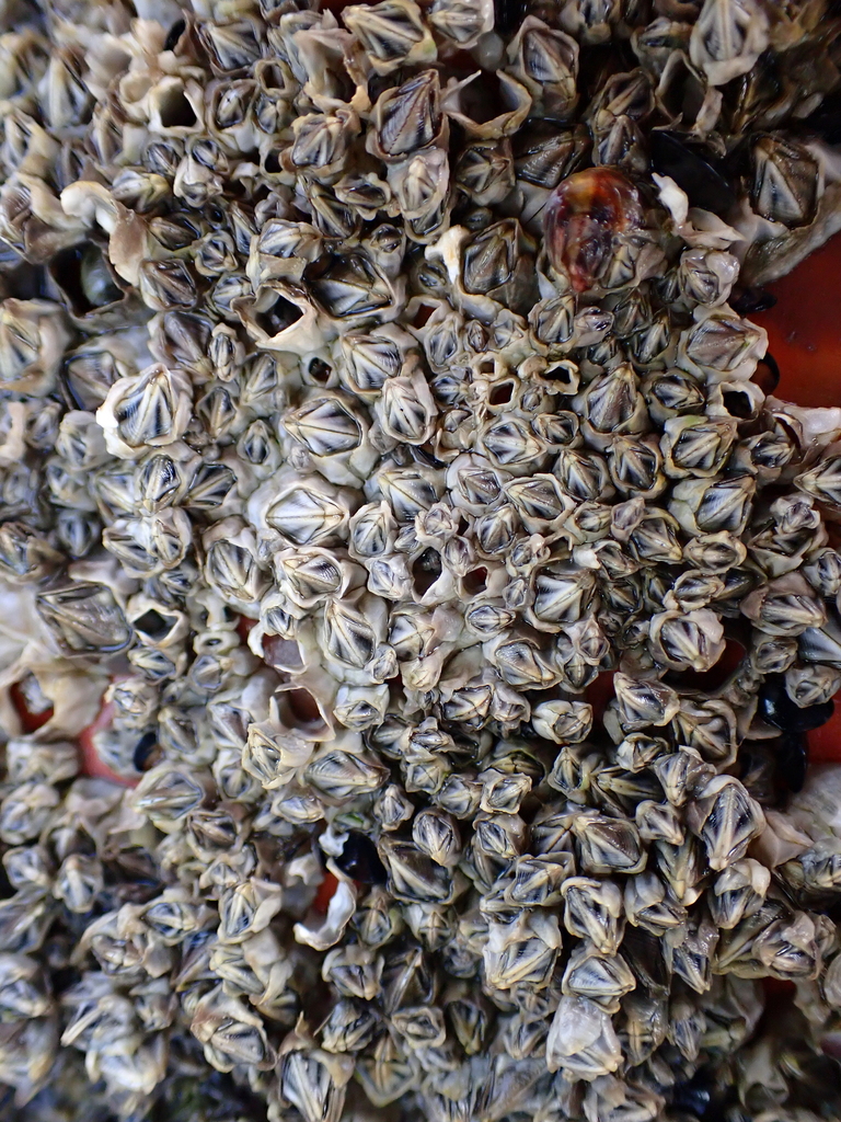 Beaked Barnacle from Rodney, NZ-AU, NZ on October 13, 2022 at 02:31 PM ...