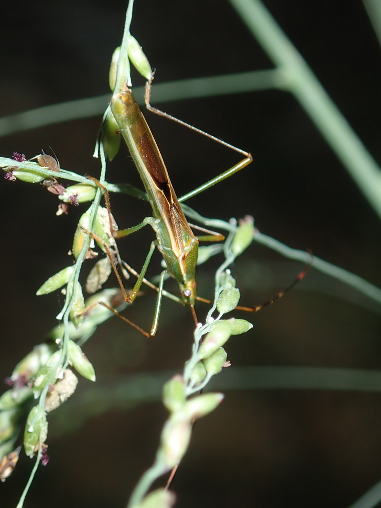 Paddy Bug from Kaohsiung, Kaohsiung, Taiwan on October 14, 2022 at 10: ...