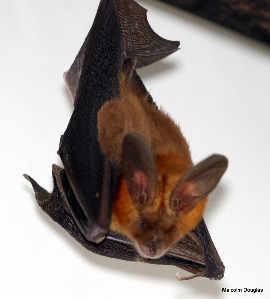 Slit-faced Bats (Nycteridae) - Know Your Mammals