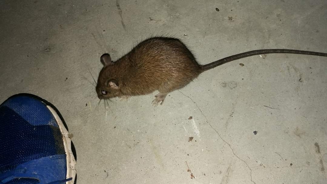 Rattus tanezumi (Temminck, 1845)