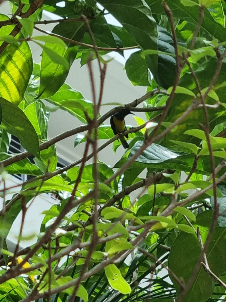 Brown-throated Sunbird from Yu Neng Primary School, Singapore on ...