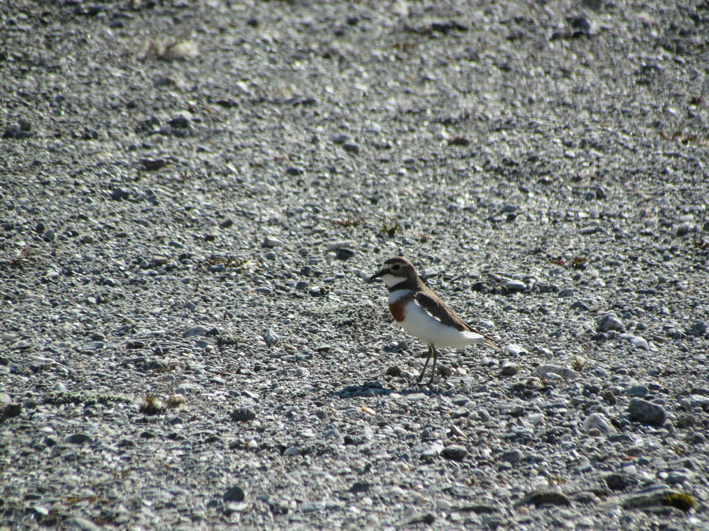 New Zealand Double-banded Plover in October 2022 by ian dench. and ...