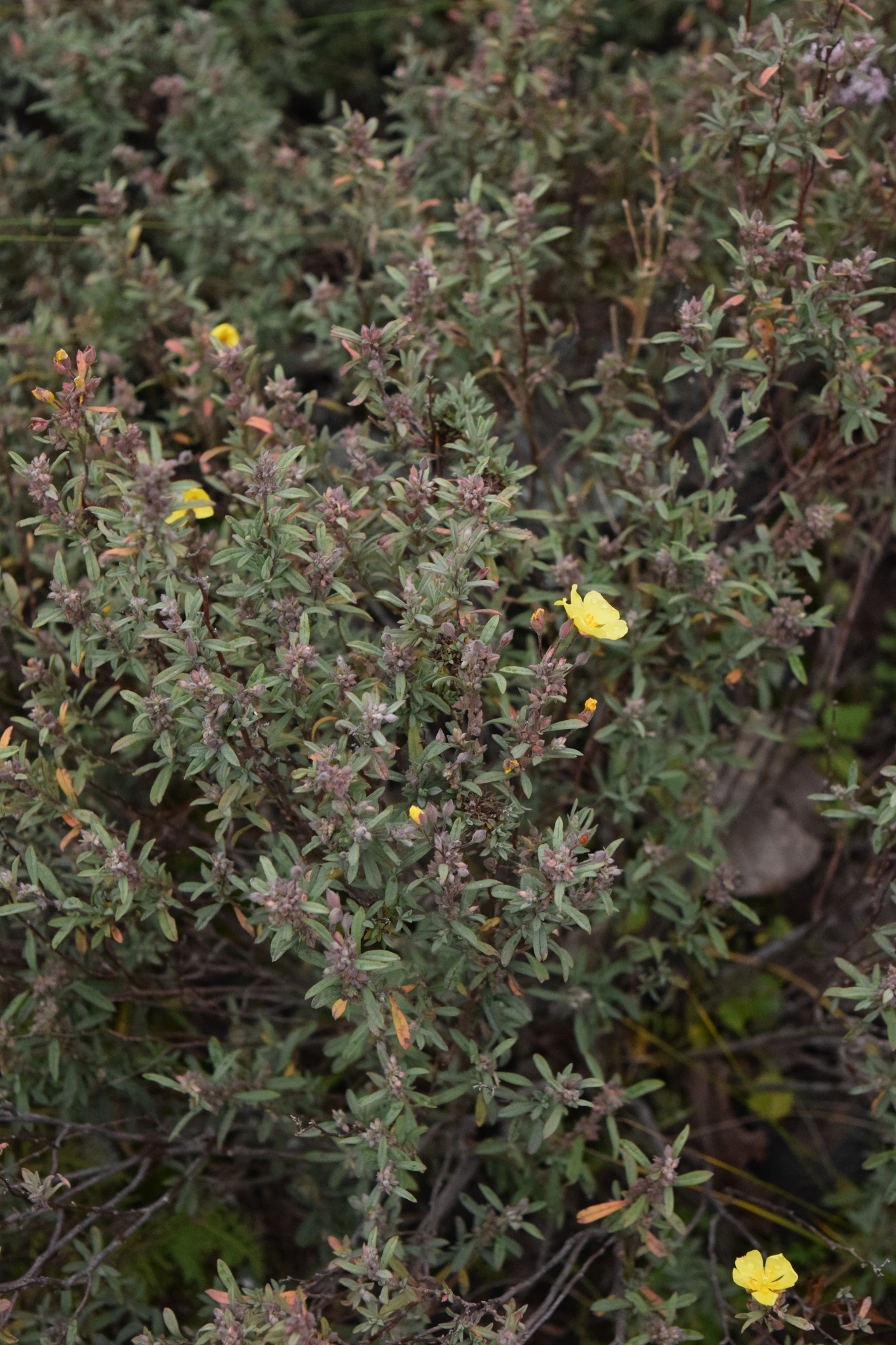 Bosques de Pino-Encino de la Sierra de La Laguna – Pangea