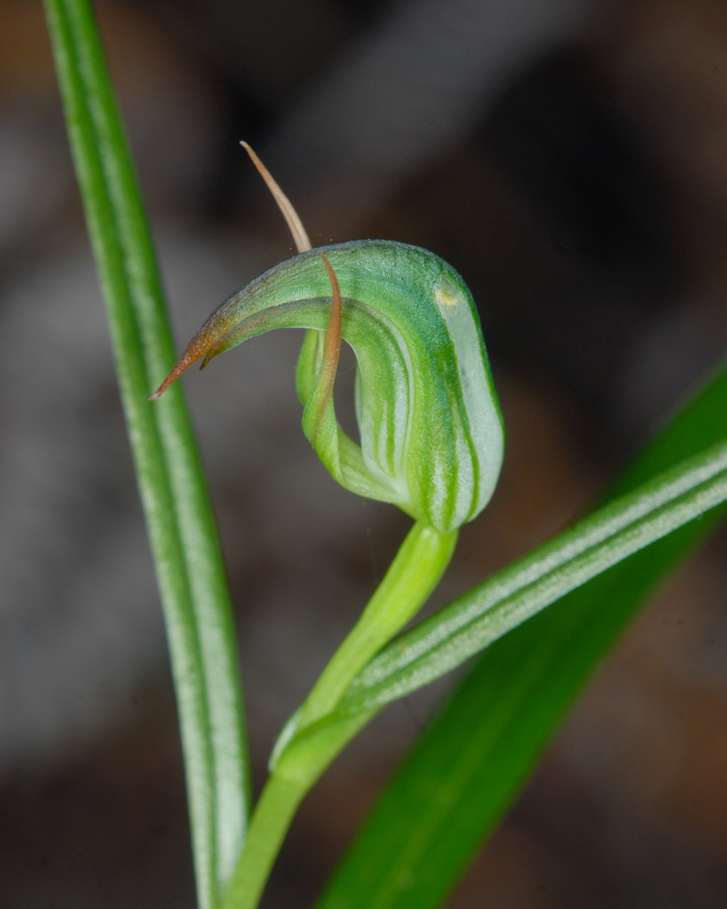 grass-leaved greenhood in September 2008 by Andrew Townsend. Possibly ...