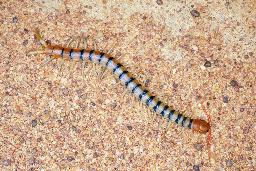 Red-headed Centipede from Torrens Creek QLD 4816, Australia on October ...