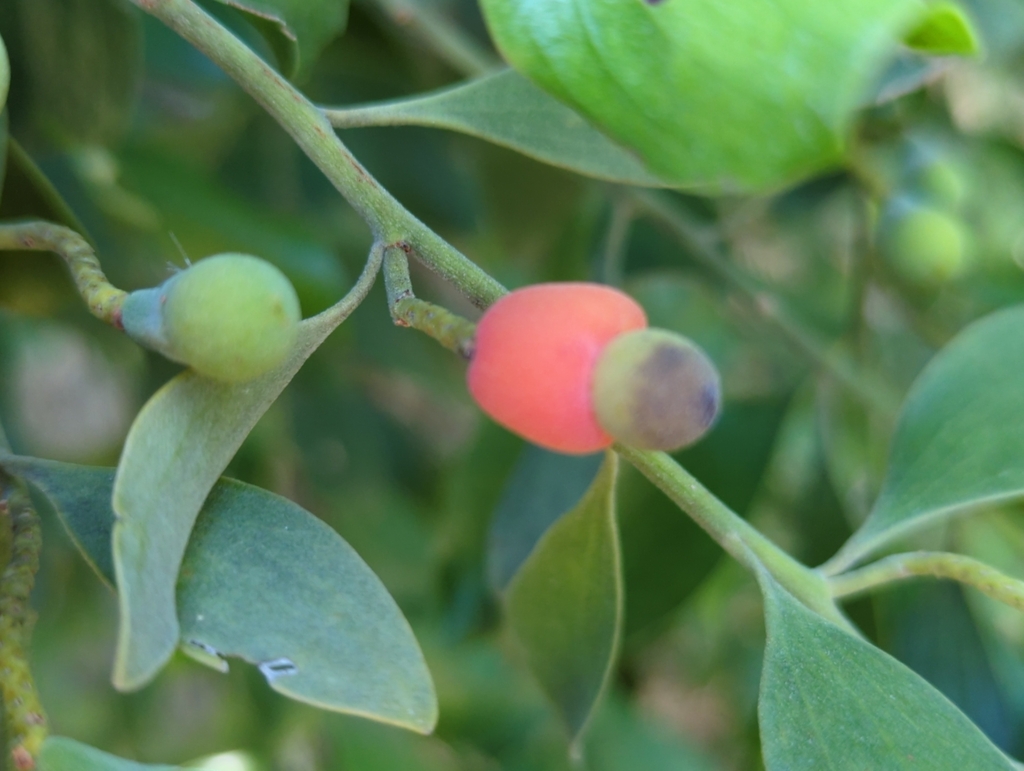 Broad Leaved Native Cherry from Cook, AU-QL, AU on September 26, 2022 ...