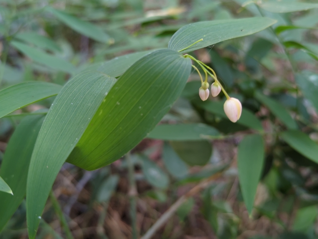 Wombat Berry from Cook, AU-QL, AU on September 26, 2022 at 02:53 PM by ...