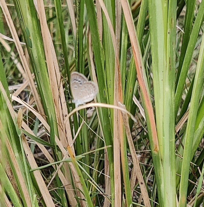 Lesser Grass Blue from QJ33+G3V, Panguru, Andhra Pradesh 517641, India ...