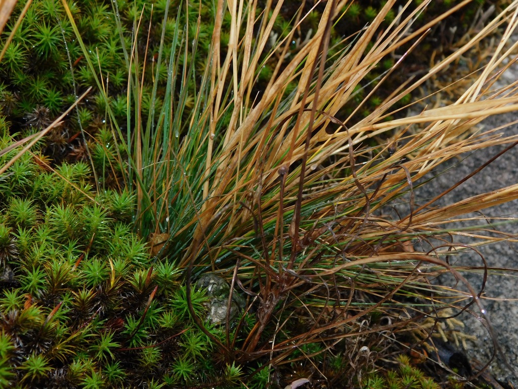 (Poeae) - Botanical Realm