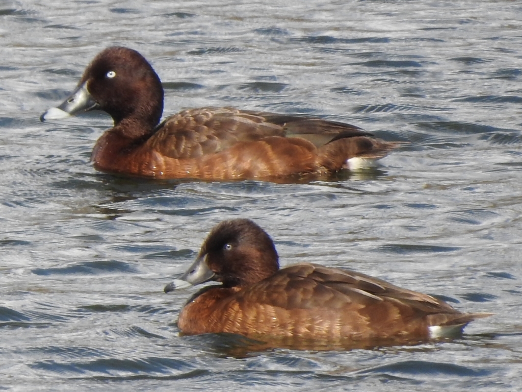 Hardhead (Aythya australis) - Avian Discovery