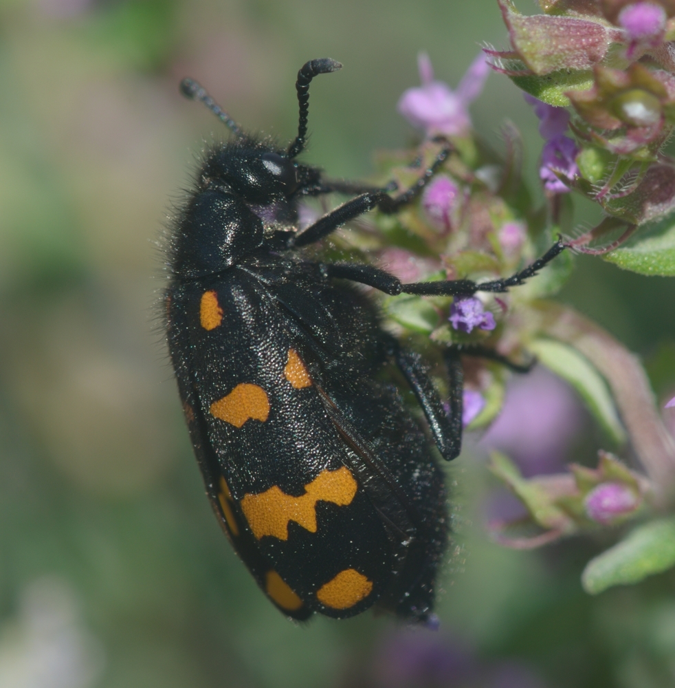 Hycleus polymorphus (Pallas, 1771)