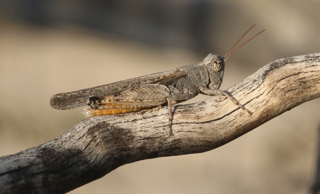 Desert Clicker Grasshopper from Anza-Borrego Desert, San Diego ...