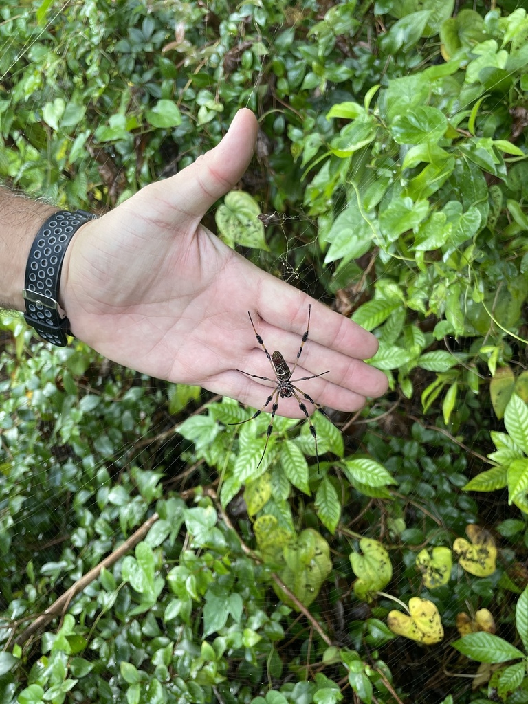 Golden Silk Spider from SW 76th St, Miami, FL, US on October 14, 2022 ...